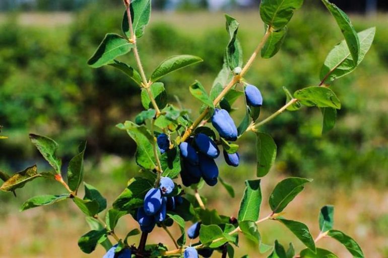 La culture de la camerise à Bonaventure! - CIEU-FM 94,9, 1061, la radio ...