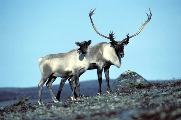 Pour enfin trouver une solution au rétablissement du caribou en Gaspésie - CIEU-FM 94,9, 1061 ...